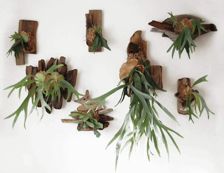 The Easiest and Best Staghorn Fern Mounting Guide | 136 home