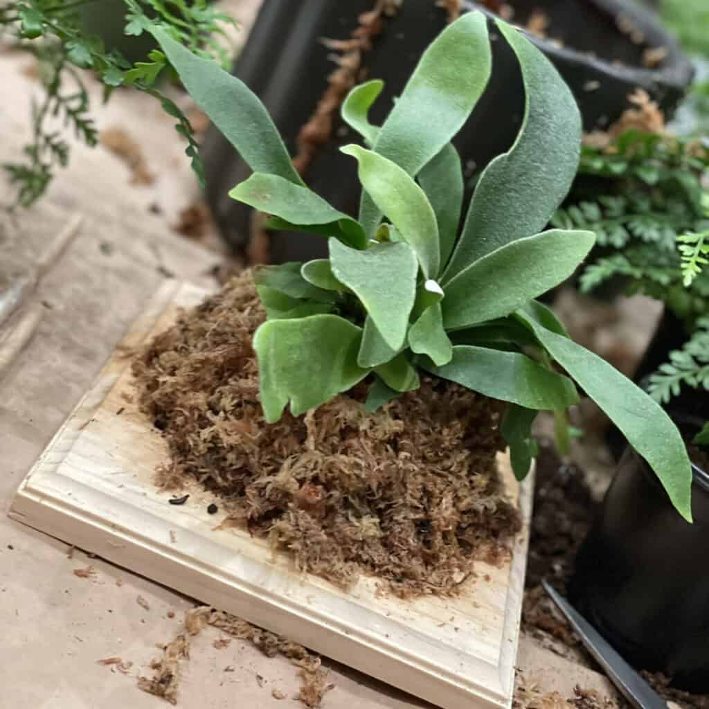 The Easiest and Best Staghorn Fern Mounting Guide | 136 home