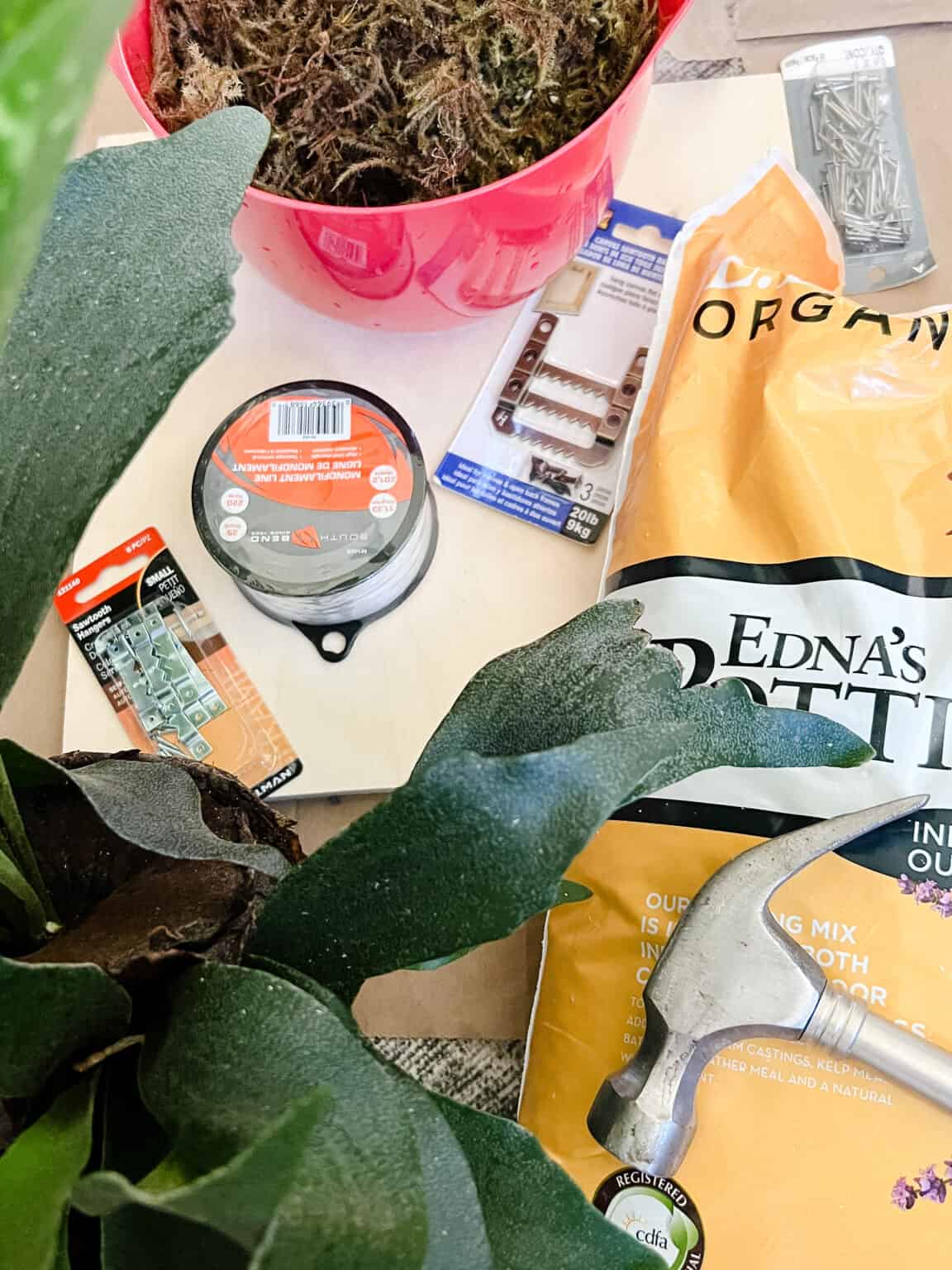 The Easiest and Best Staghorn Fern Mounting Guide | 136 home