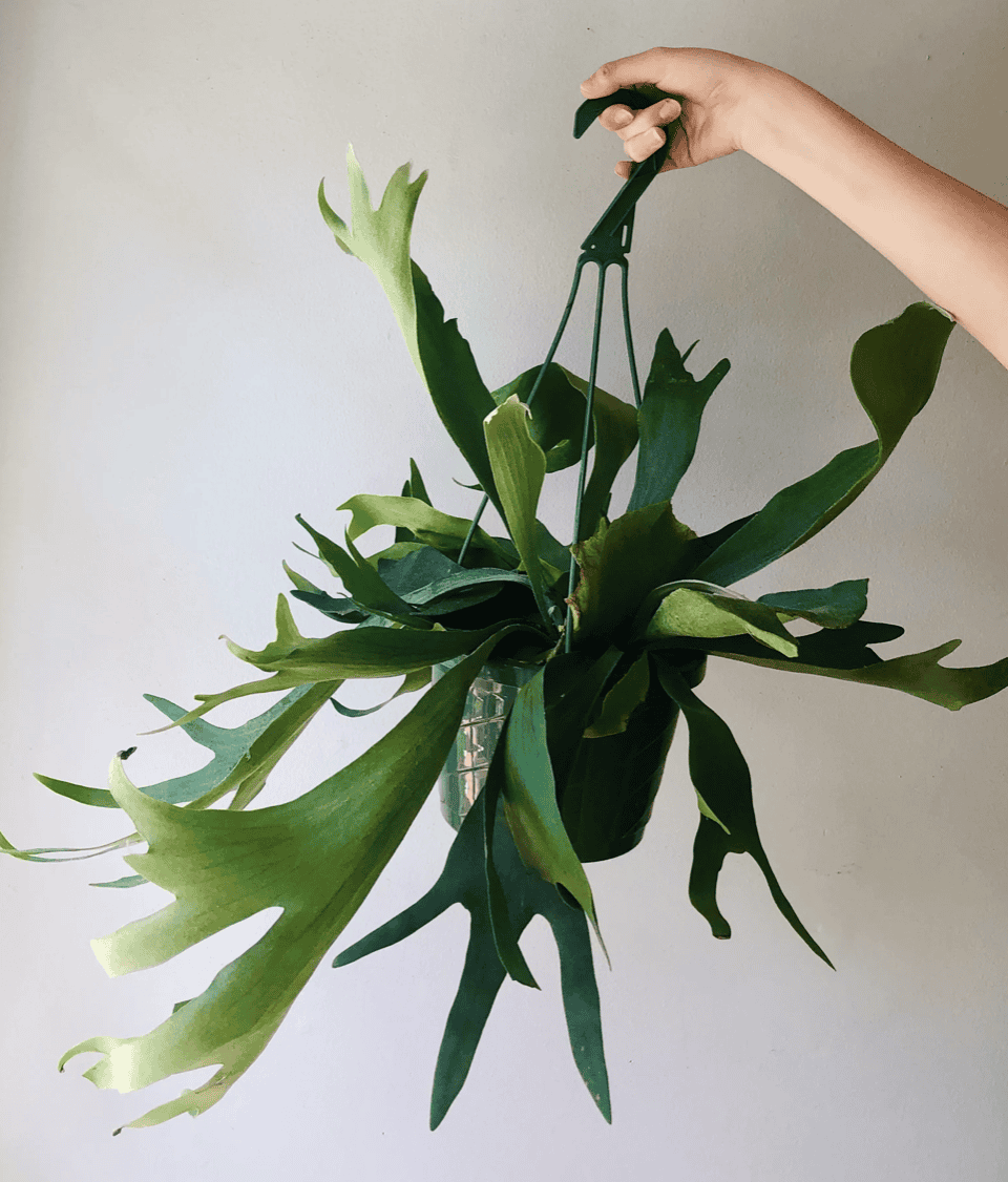 The Easiest and Best Staghorn Fern Mounting Guide | 136 home