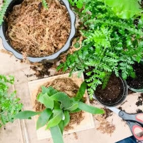 The Easiest and Best Staghorn Fern Mounting Guide | 136 home