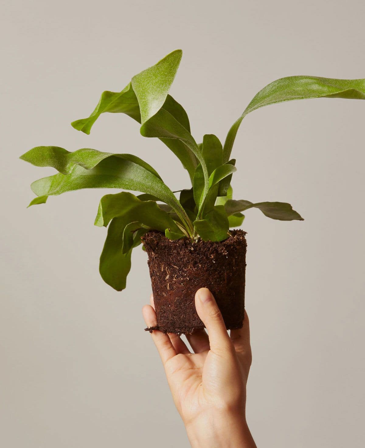 The Easiest and Best Staghorn Fern Mounting Guide | 136 home