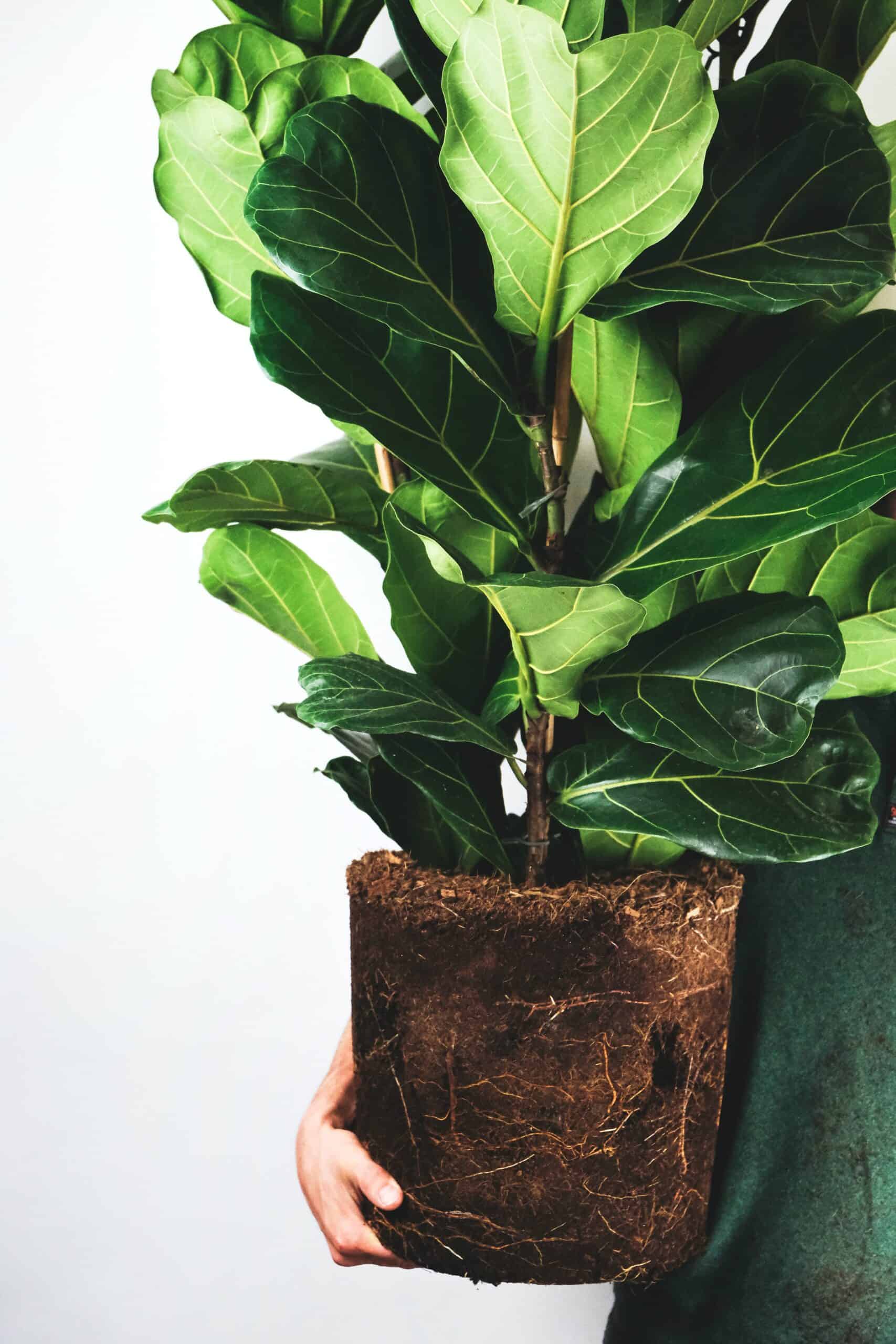 The Best Large Plants for Indoors | 136 home