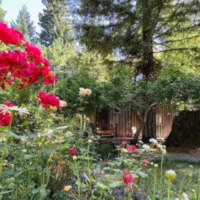 How to Keep Roses Alive Forever | 136 home