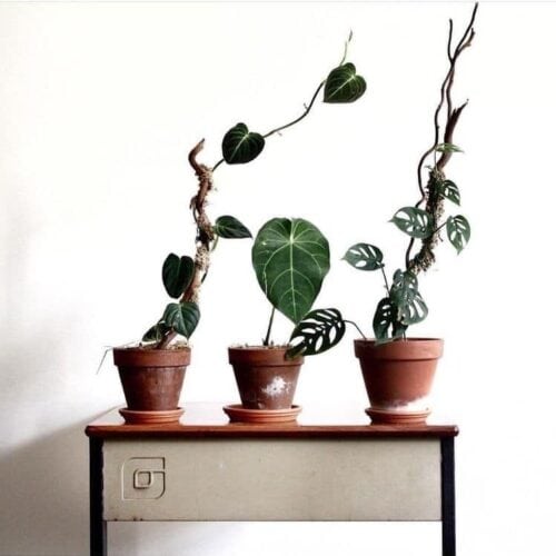 Our Top Cute Indoor Tiny Plants for Small Pots | 136 home