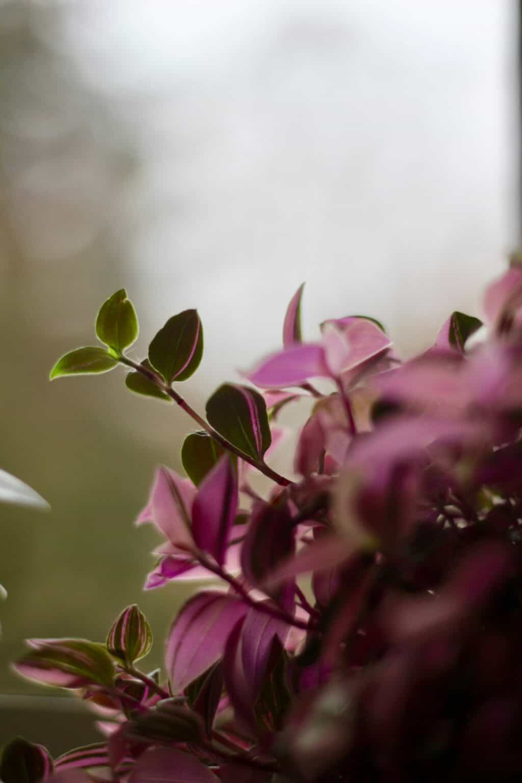 A How to Guide for Wandering Jew plant care | 136 home