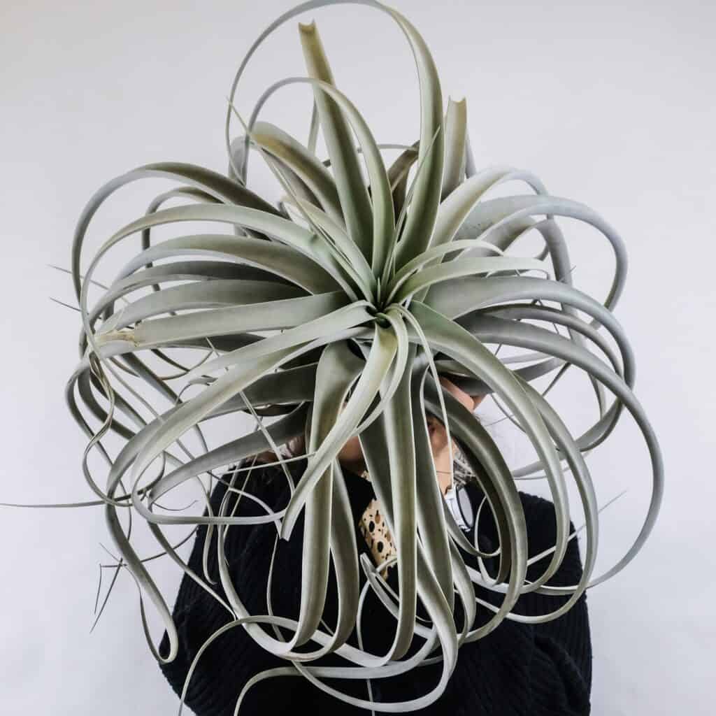 How to Keep Air Plants Alive Simple & Easy Tricks | 136 home