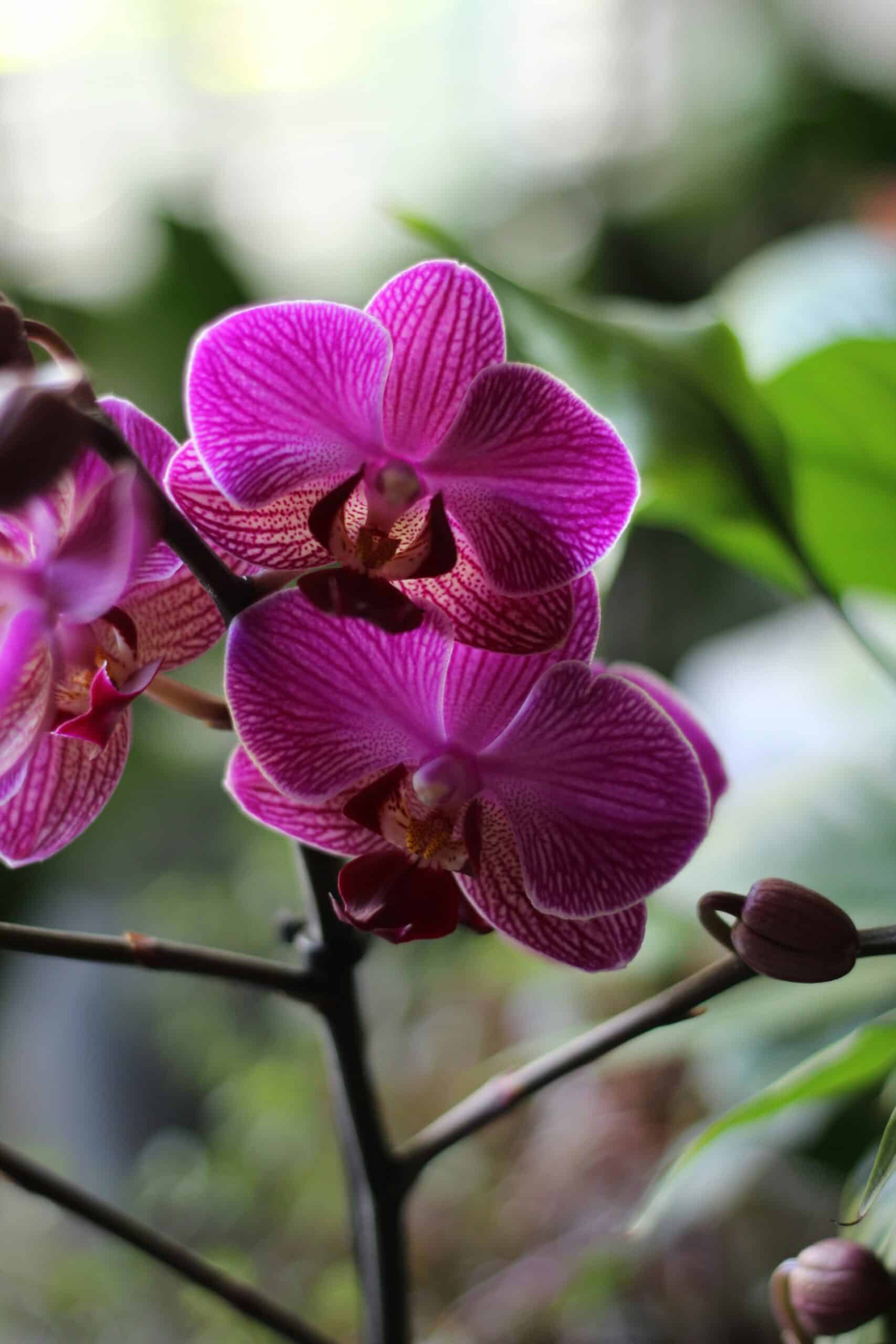 How to Care for Orchid Plants After Blooming Easy Tips | 136 home
