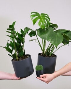 A Easy How To Guide to Grow and Care for a ZZ Plant | 136 home