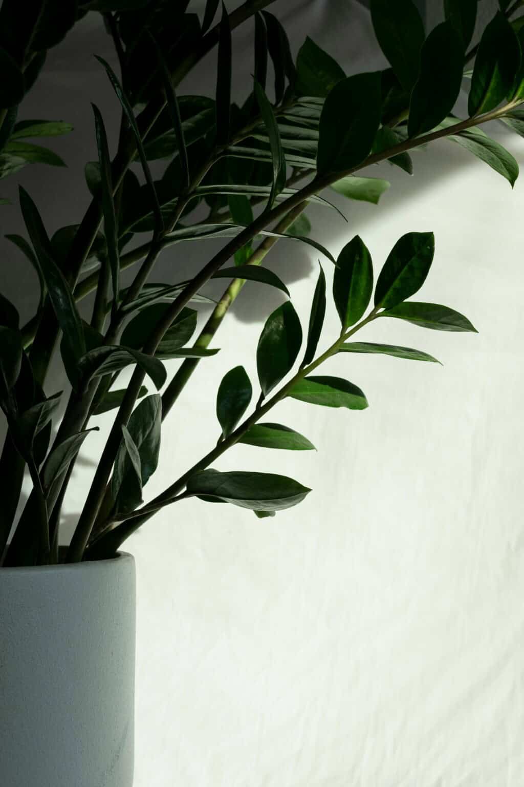 A Easy How To Guide to Grow and Care for a ZZ Plant | 136 home