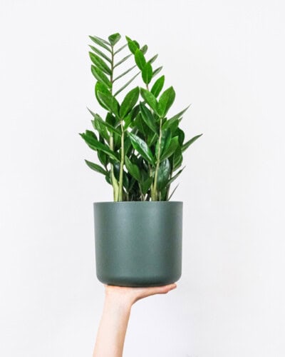 A Easy How To Guide to Grow and Care for a ZZ Plant | 136 home