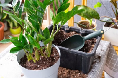 A Easy How To Guide to Grow and Care for a ZZ Plant | 136 home