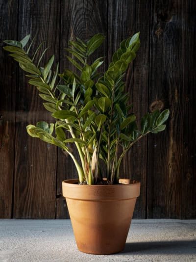 A Easy How To Guide to Grow and Care for a ZZ Plant | 136 home