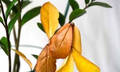 A Easy How To Guide to Grow and Care for a ZZ Plant | 136 home
