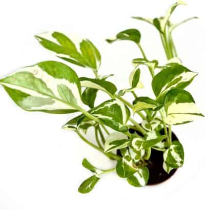 The Best 24 Types of Pothos Plants to Grow Guide | 136 Home
