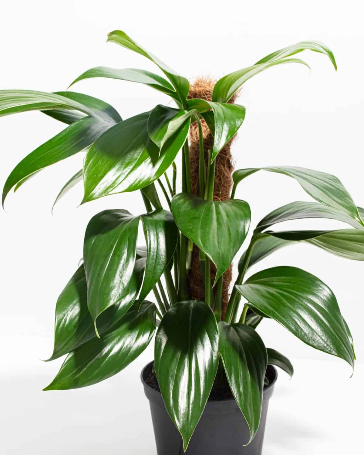The Best 24 Types of Pothos Plants to Grow Guide | 136 Home