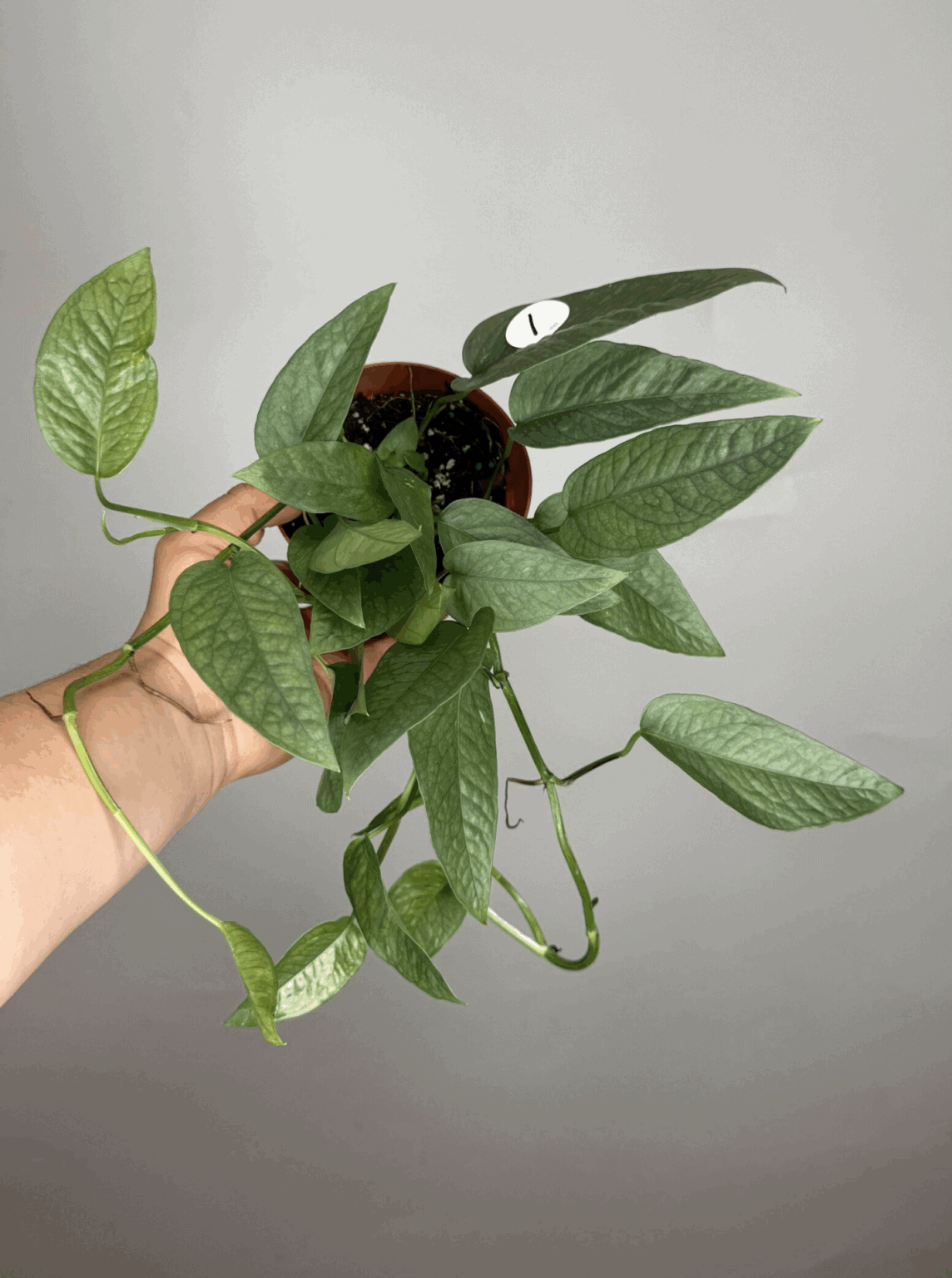 A Guide on How to Grow, Plant, & Care for Cebu Blue Pothos | 136 Home
