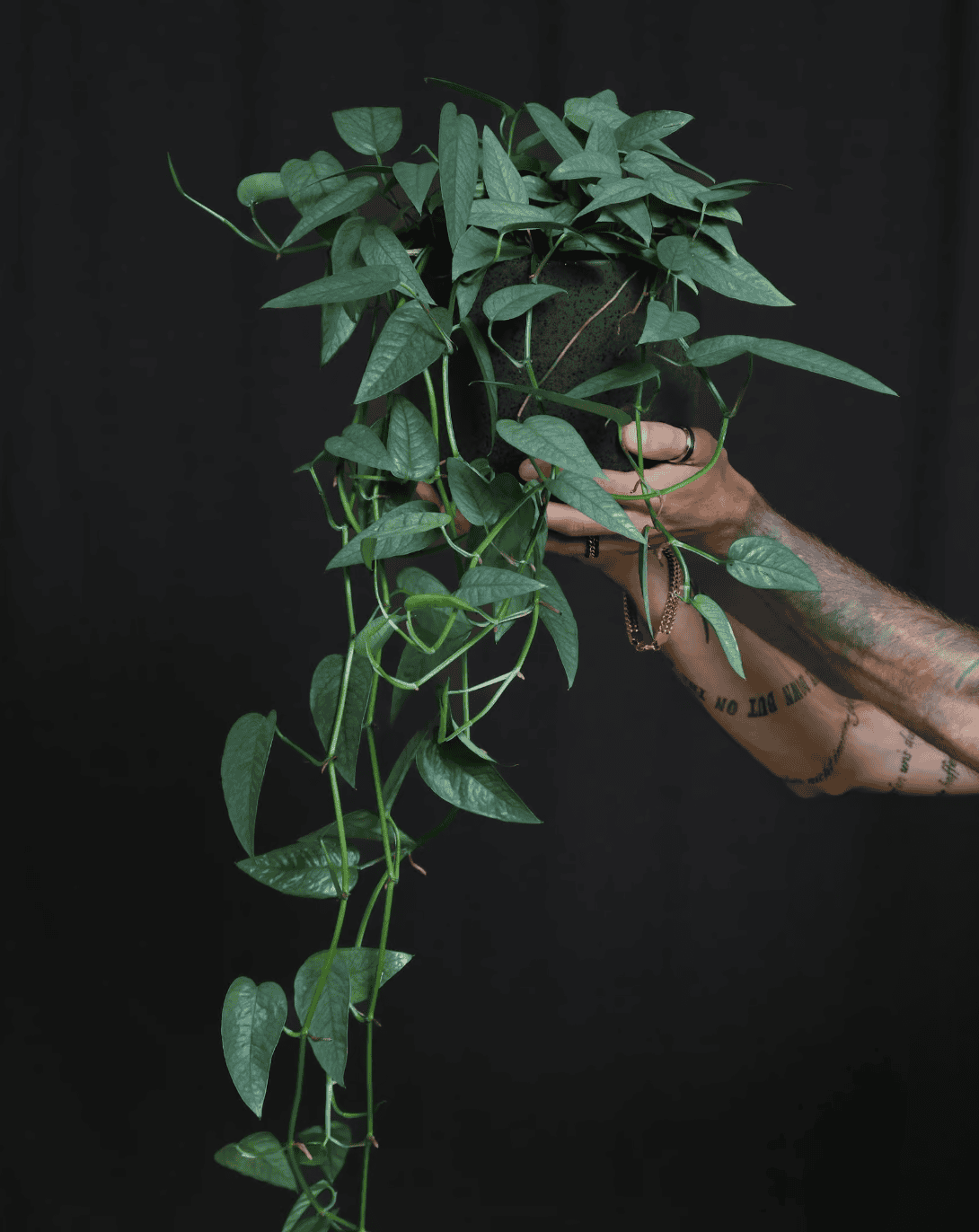 A Guide on How to Grow, Plant, & Care for Cebu Blue Pothos | 136 Home
