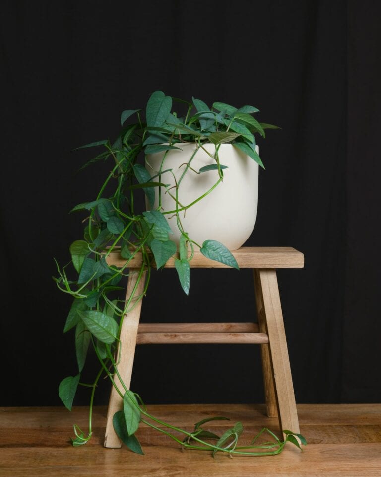 A Guide on How to Grow, Plant, & Care for Cebu Blue Pothos | 136 Home